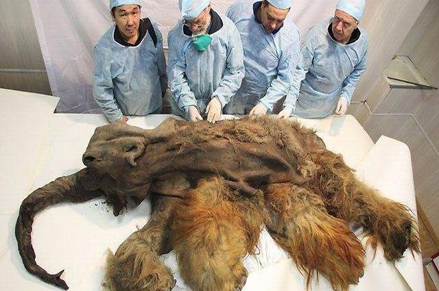 Buscan virus prehistóricos en el permafrost que derrite el cambio ...