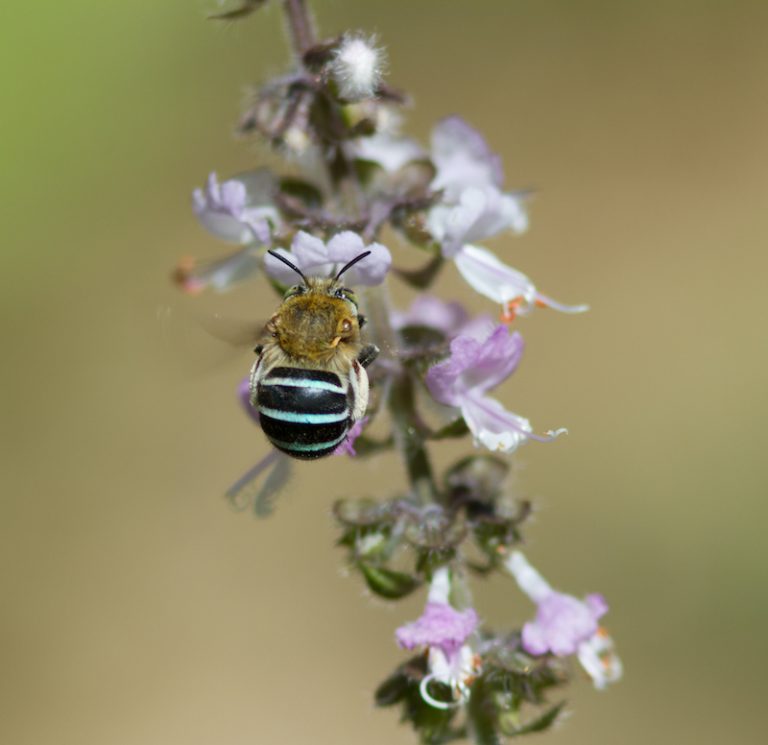 Así son las abejas azules de Australia que sorprendieron a sus ...